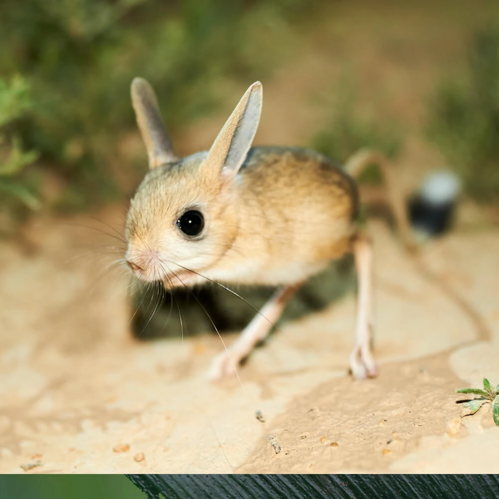 Jerboa | Cards, the Universe and Everything Wiki | Fandom