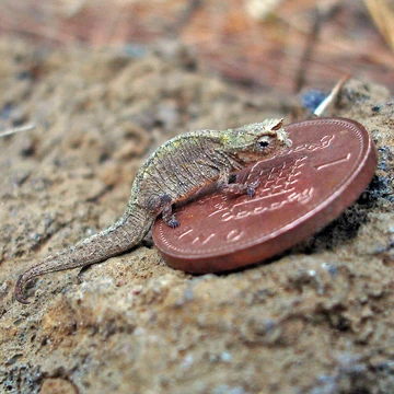 smallest chameleon