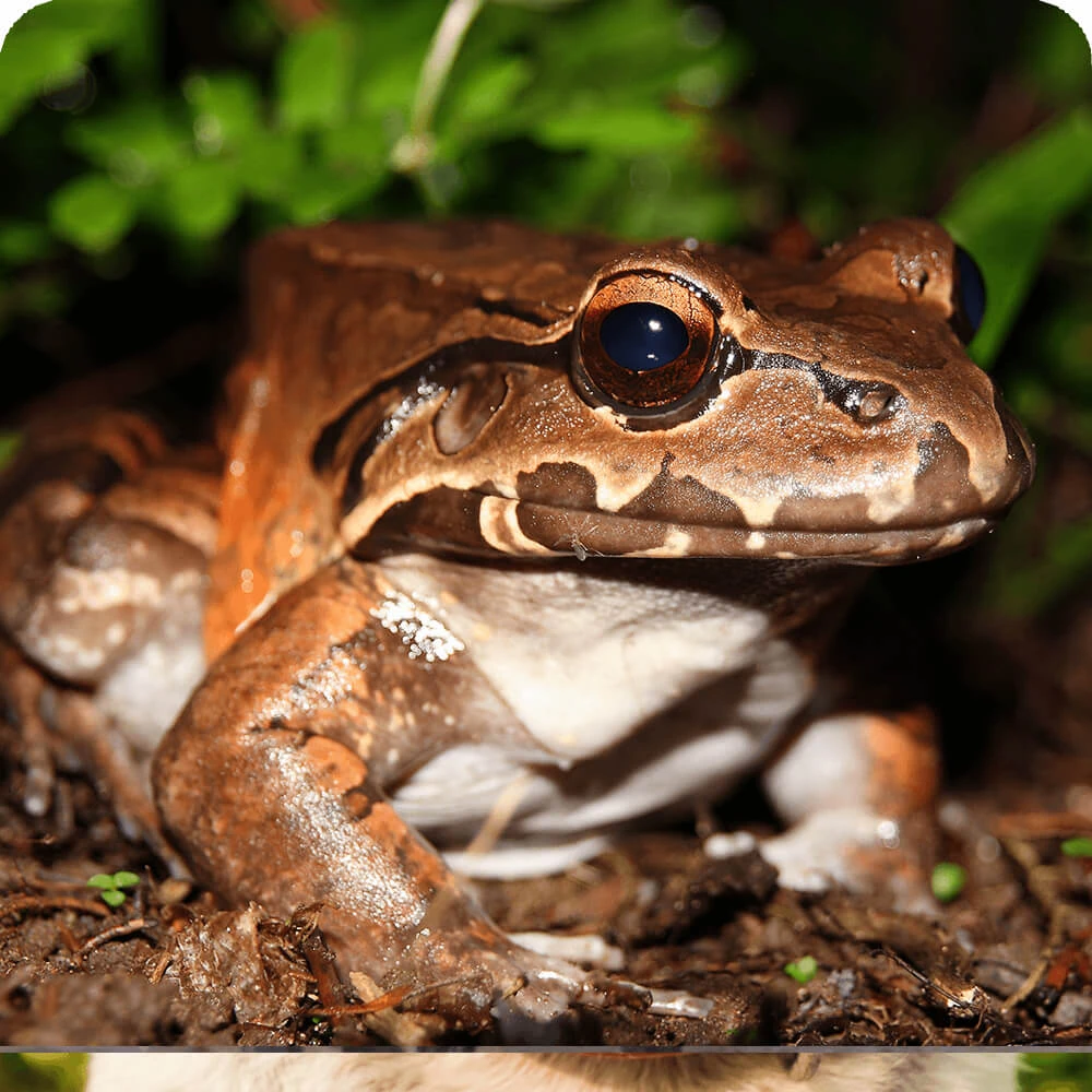 Smoky Jungle Frog | Cards, the Universe and Everything Wiki | Fandom