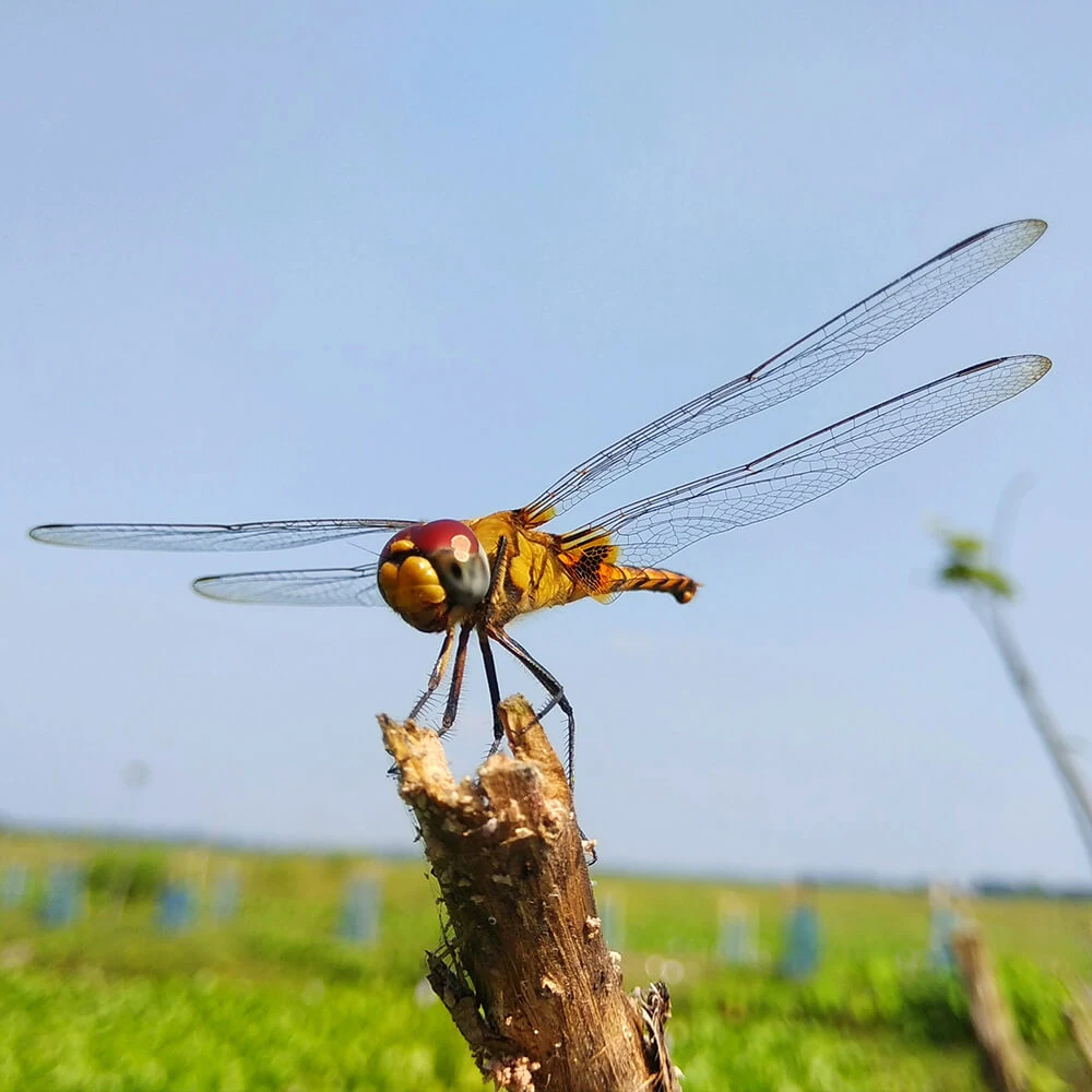 Dragonfly | Cards, the Universe and Everything Wiki | Fandom