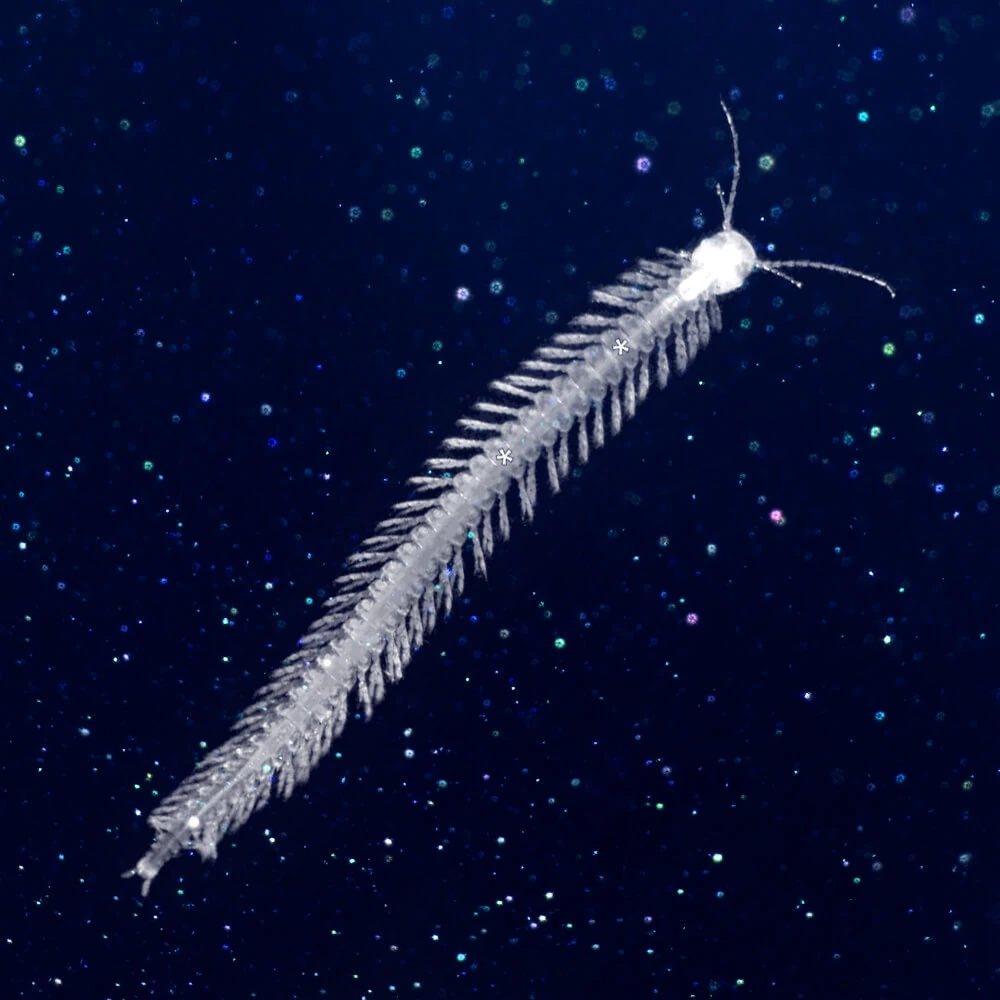 Remipedes | Cards, the Universe and Everything Wiki | Fandom