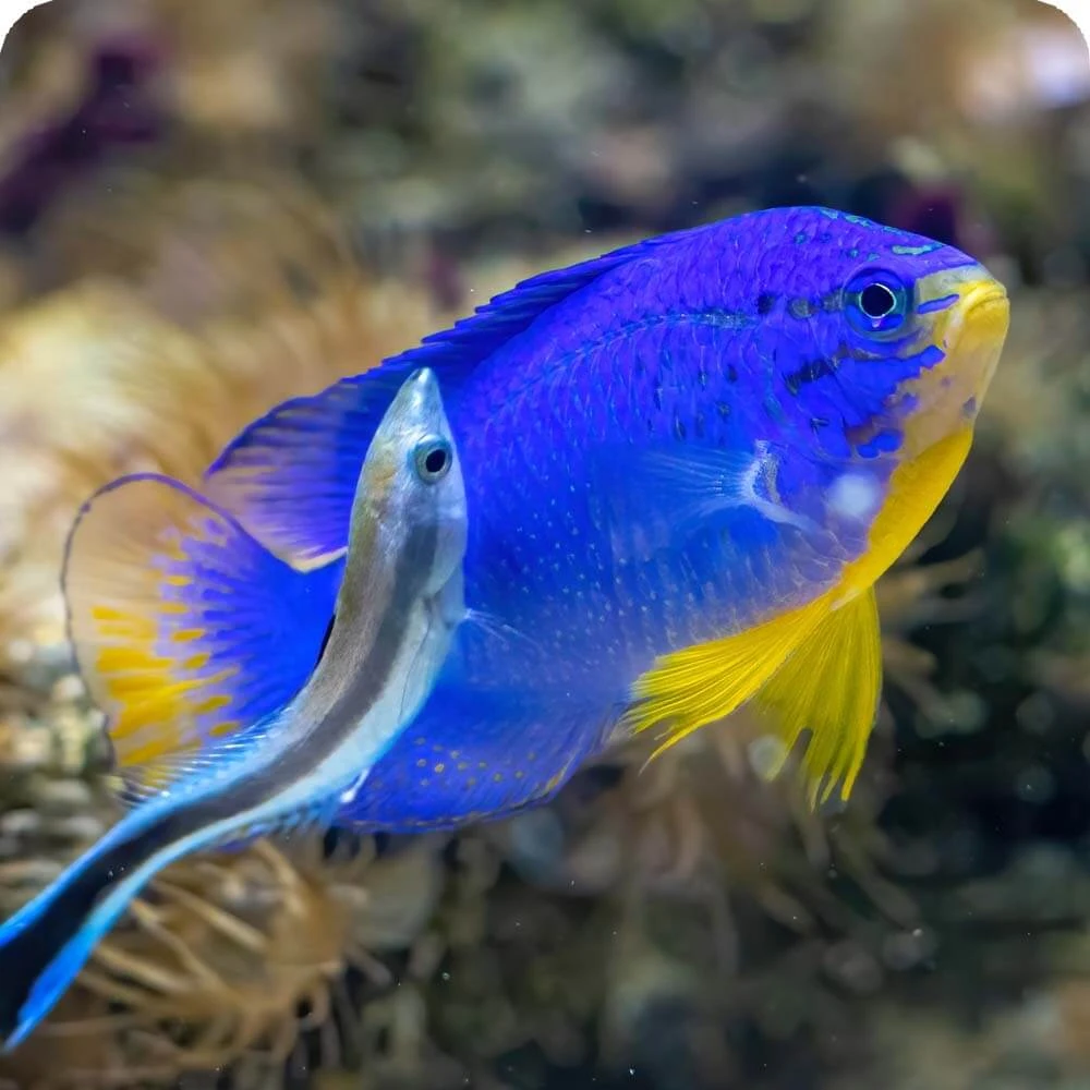 Sapphire Devil | Cards, the Universe and Everything Wiki | Fandom