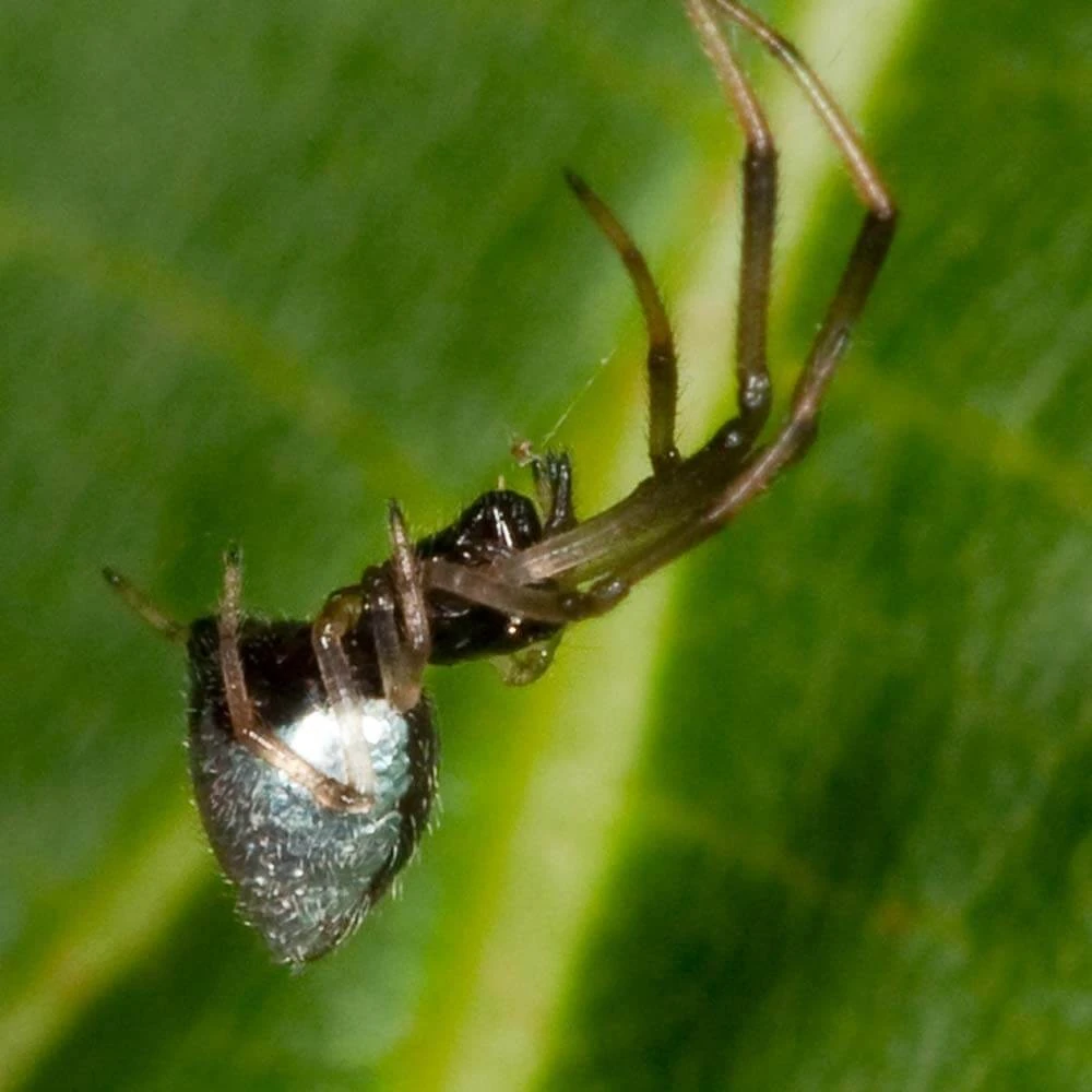 Dewdrop Spider | Cards, the Universe and Everything Wiki | Fandom