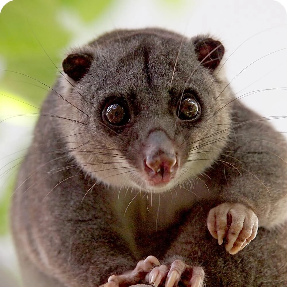 Ground Cuscus | Cards, the Universe and Everything Wiki | Fandom