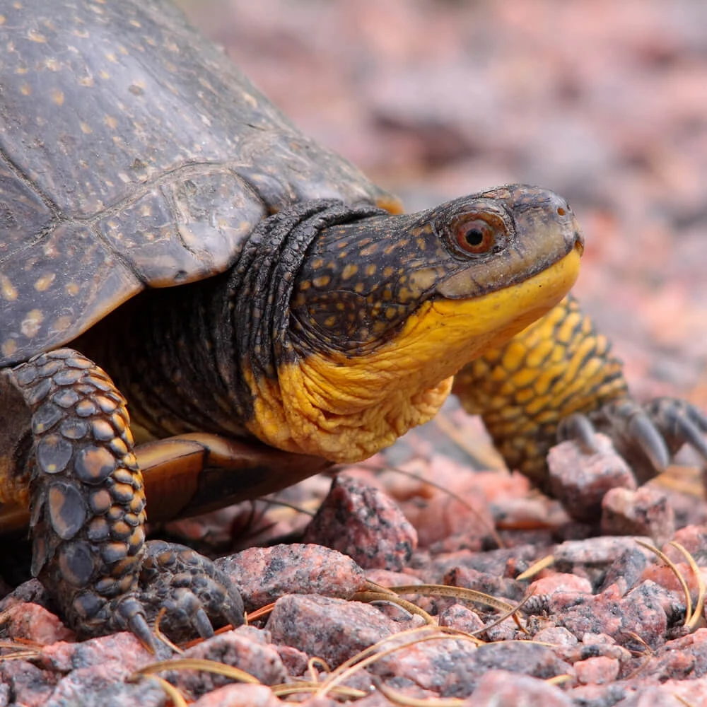 Blanding's Turtle | Cards, the Universe and Everything Wiki | Fandom