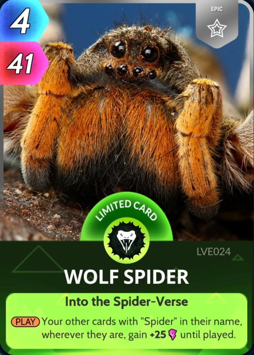 Wolf Spider | Cards, the Universe and Everything Wiki | Fandom
