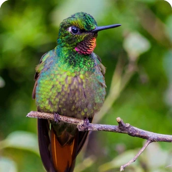 Brazilian Ruby | Cards, the Universe and Everything Wiki | Fandom