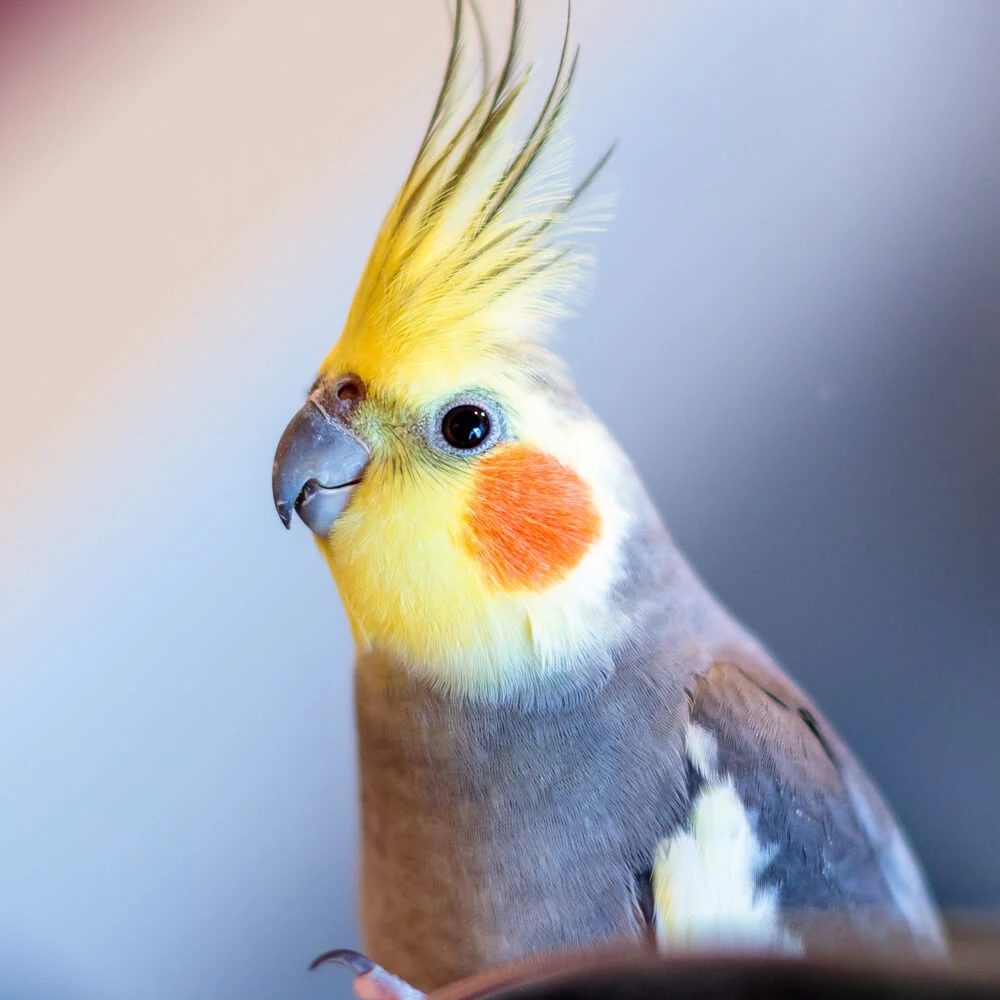 Cockatiel | Cards, the Universe and Everything Wiki | Fandom