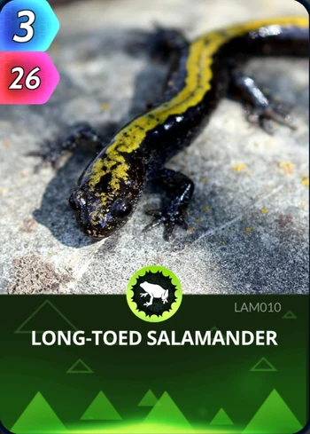 Long-Toed Salamander | Cards, the Universe and Everything Wiki | Fandom