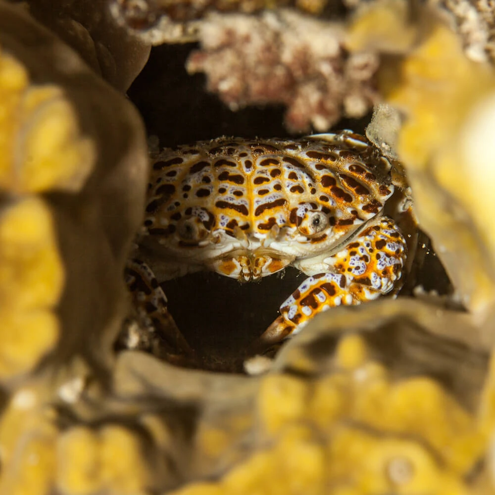 Devil Reef Crab | Cards, the Universe and Everything Wiki | Fandom