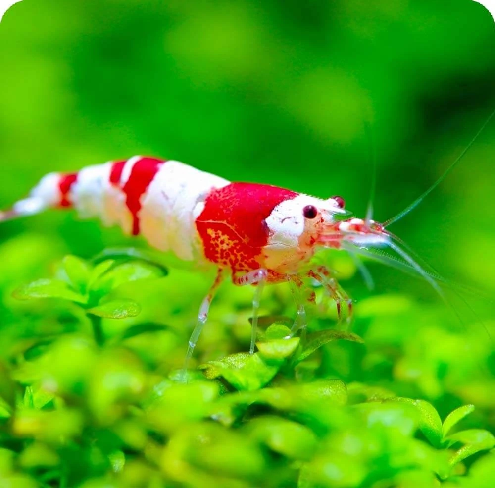 Crystal Red Shrimp | Cards, the Universe and Everything Wiki | Fandom