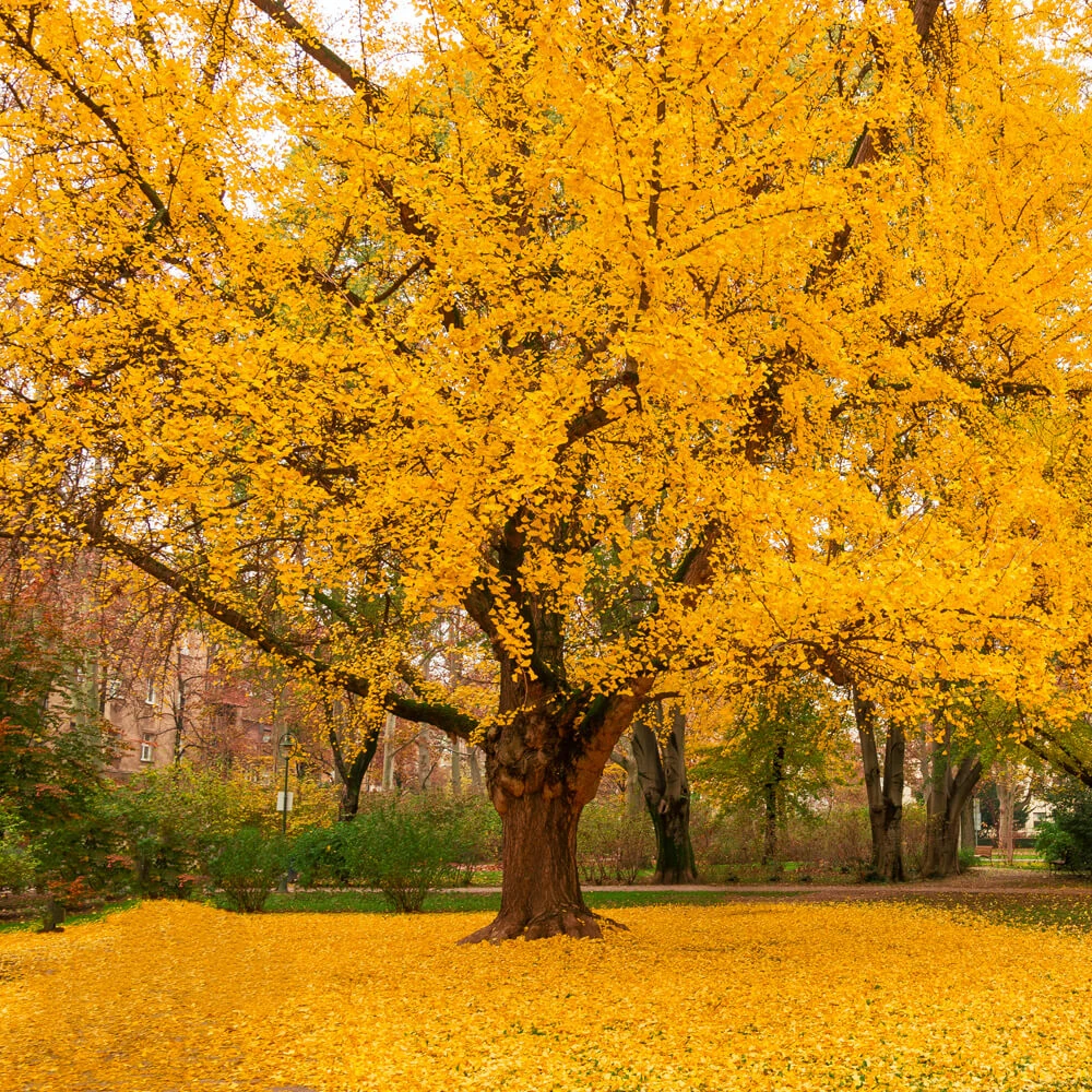 The Gingko Tree | Cards, the Universe and Everything Wiki | Fandom