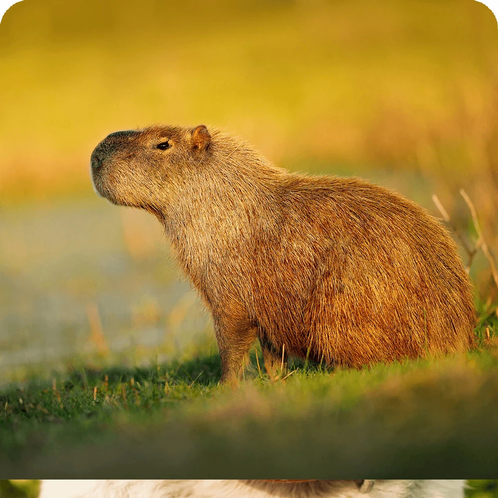 Capybara | Cards, the Universe and Everything Wiki | Fandom