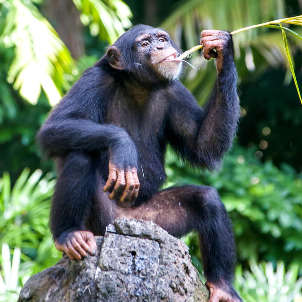 Common Chimpanzee | Cards, the Universe and Everything Wiki | Fandom