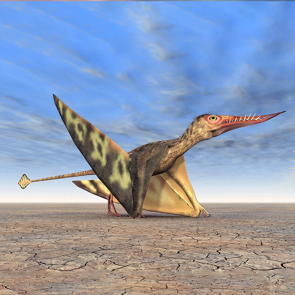 Rhamphorhynchus | Cards, the Universe and Everything Wiki | Fandom