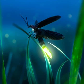 Big Dipper Firefly | Cards, the Universe and Everything Wiki | Fandom