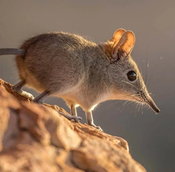 North African Elephant Shrew | Cards, the Universe and Everything Wiki ...