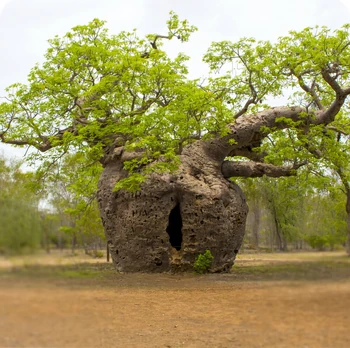 Boab Prison Tree | Cards, the Universe and Everything Wiki | Fandom