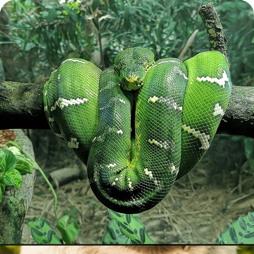 Emerald Tree Boa | Cards, the Universe and Everything Wiki | Fandom