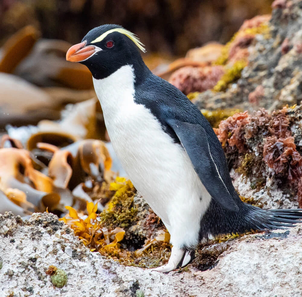 Snares Penguin | Cards, the Universe and Everything Wiki | Fandom