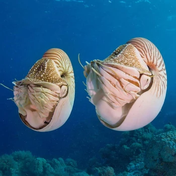 Palau Nautilus | Cards, the Universe and Everything Wiki | Fandom