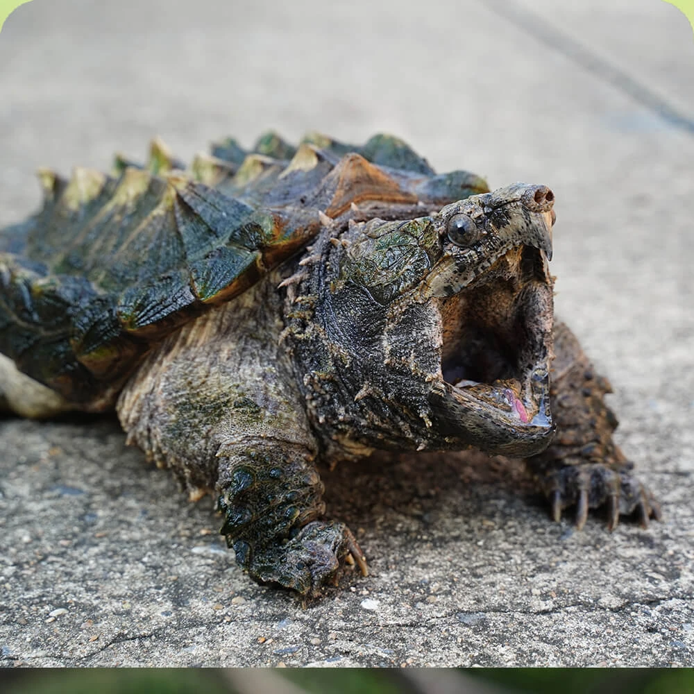 Alligator Snapping Turtle | Cards, the Universe and Everything Wiki | Fandom
