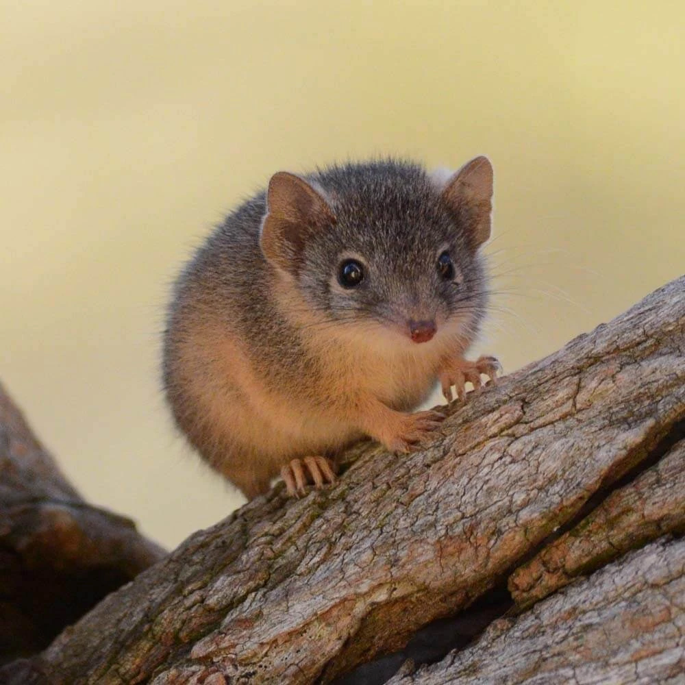 Antechinus | Cards, the Universe and Everything Wiki | Fandom