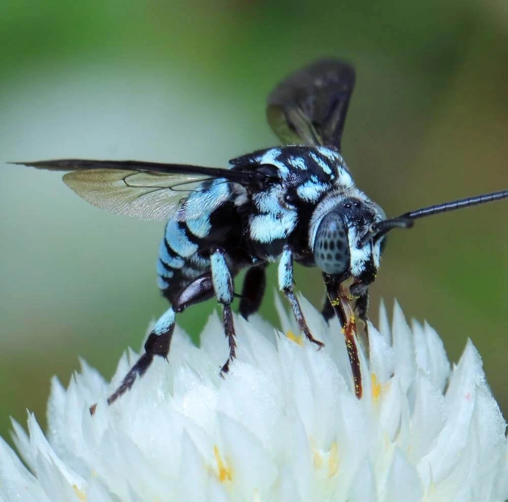 Cuckoo Bees | Cards, the Universe and Everything Wiki | Fandom
