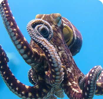 Day Octopus | Cards, the Universe and Everything Wiki | Fandom