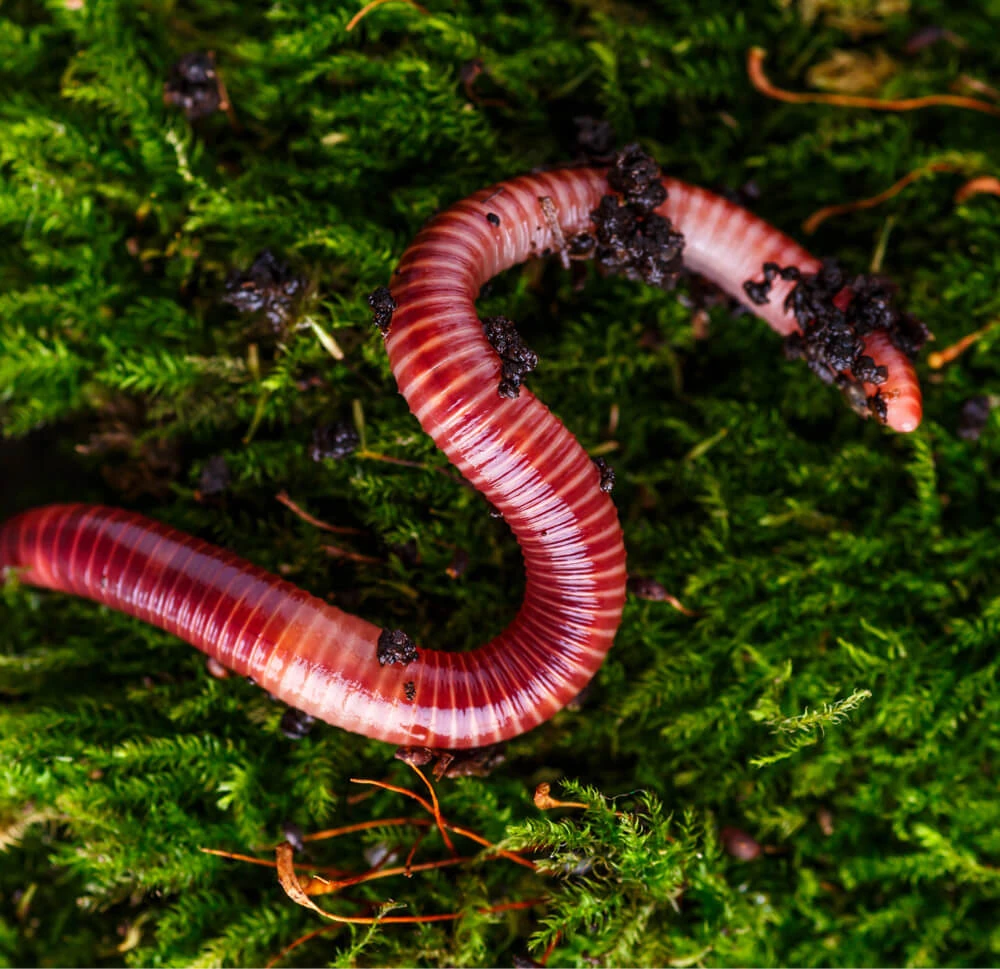 Earthworm | Cards, the Universe and Everything Wiki | Fandom