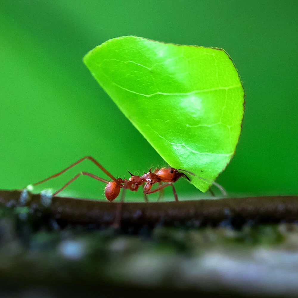 Leafcutter Ant | Cards, the Universe and Everything Wiki | Fandom