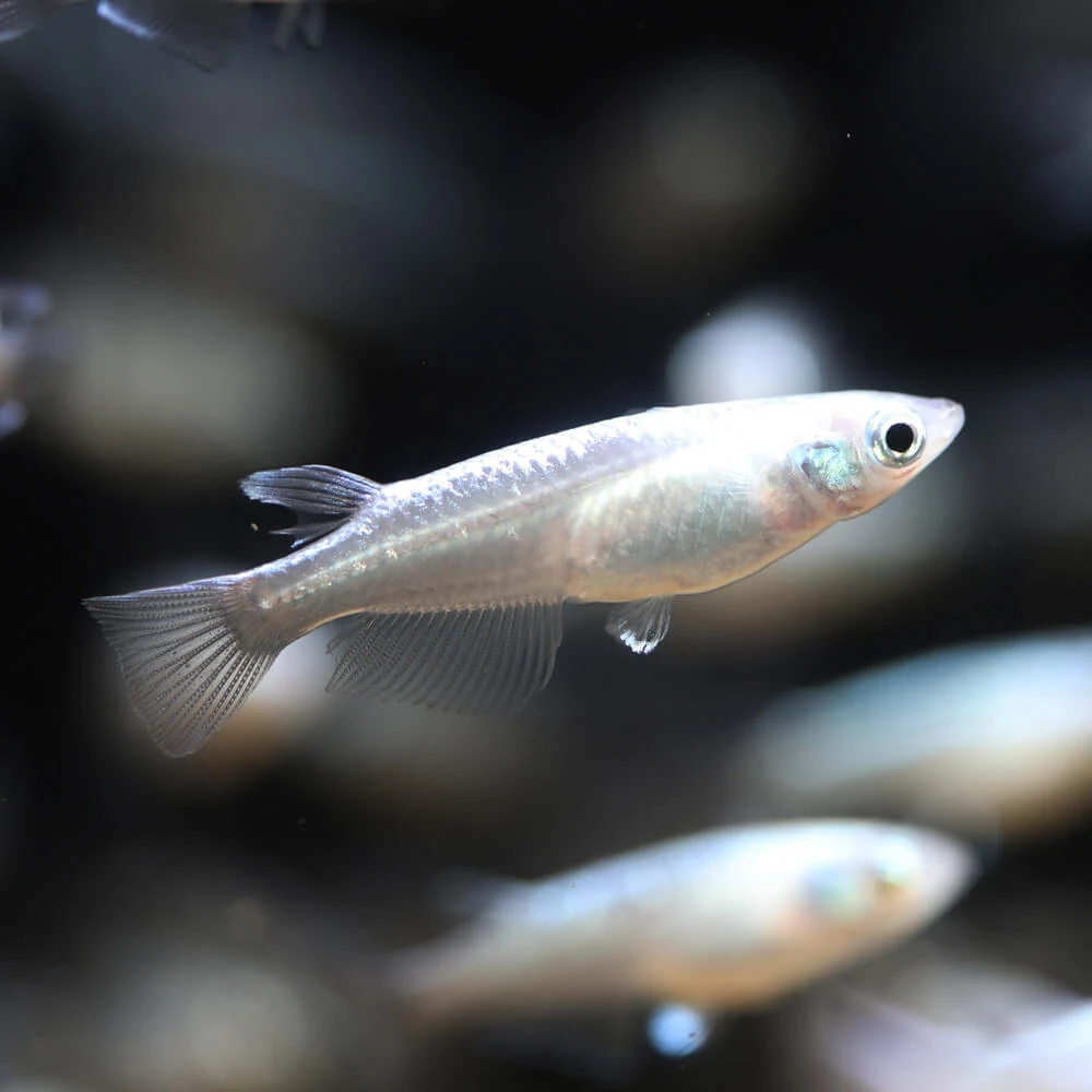 Medaka | Cards, the Universe and Everything Wiki | Fandom