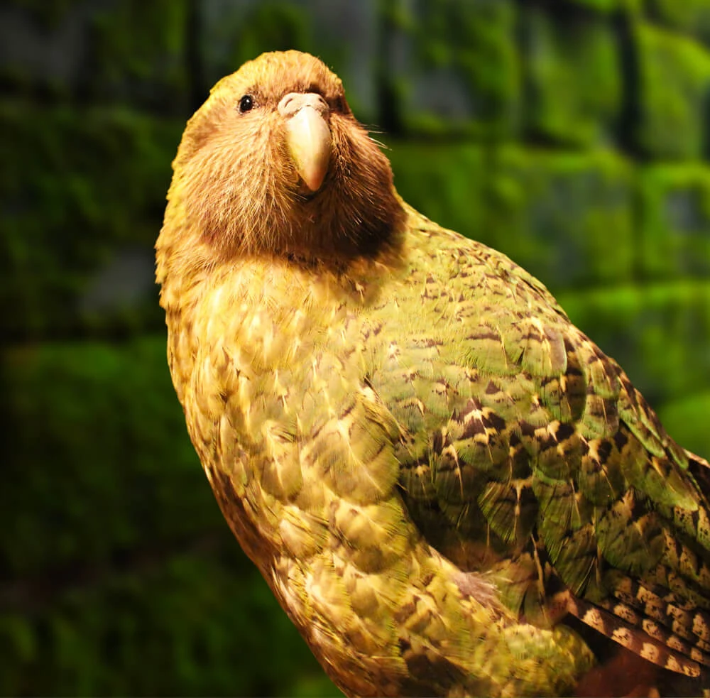 Kakapo | Cards, the Universe and Everything Wiki | Fandom
