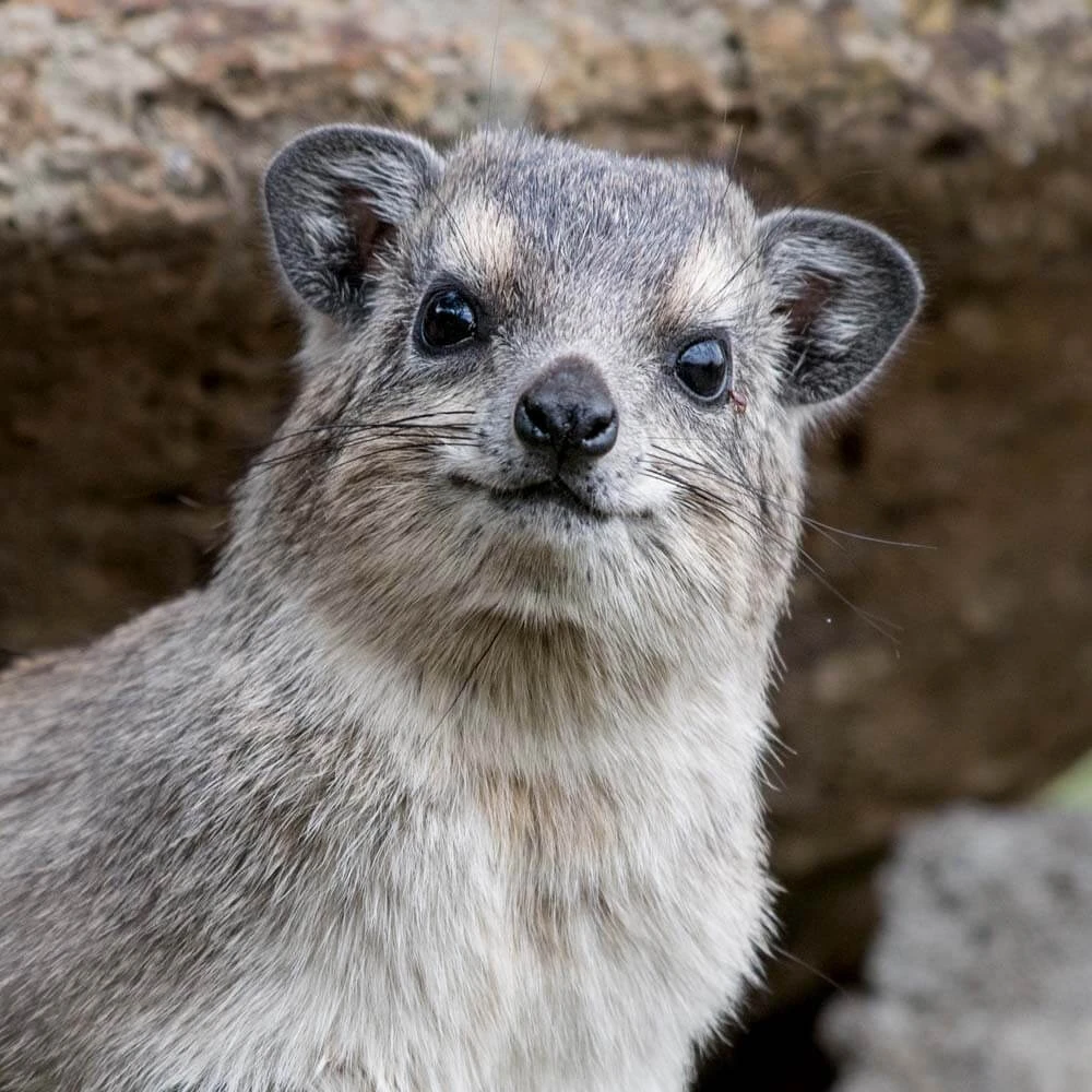 Rock Hyrax | Cards, the Universe and Everything Wiki | Fandom