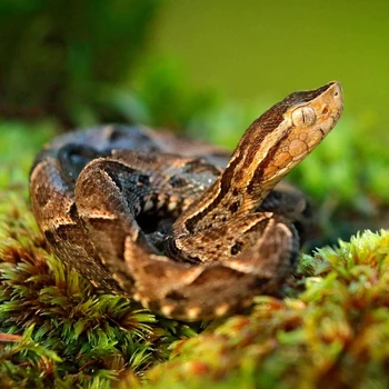 Bothrops Atrox | Cards, the Universe and Everything Wiki | Fandom