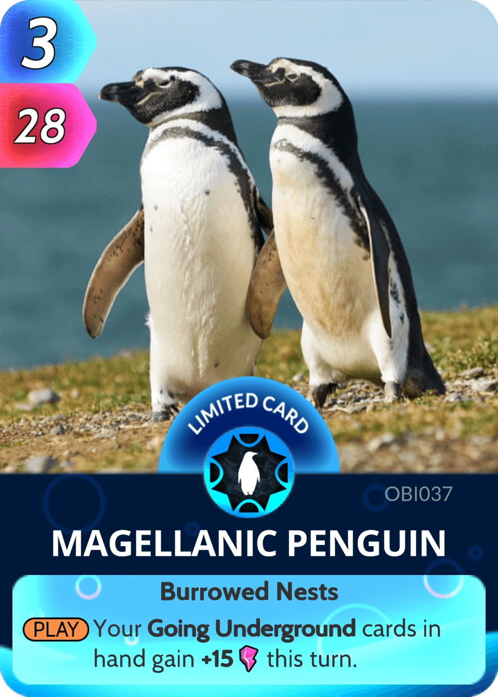 Magellanic Penguin | Cards, the Universe and Everything Wiki | Fandom