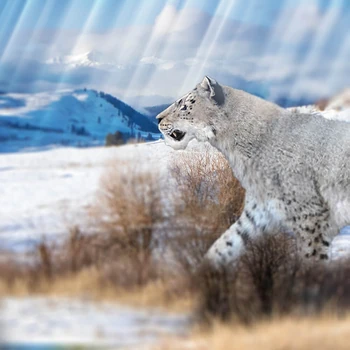 Scimitar Cat | Cards, the Universe and Everything Wiki | Fandom