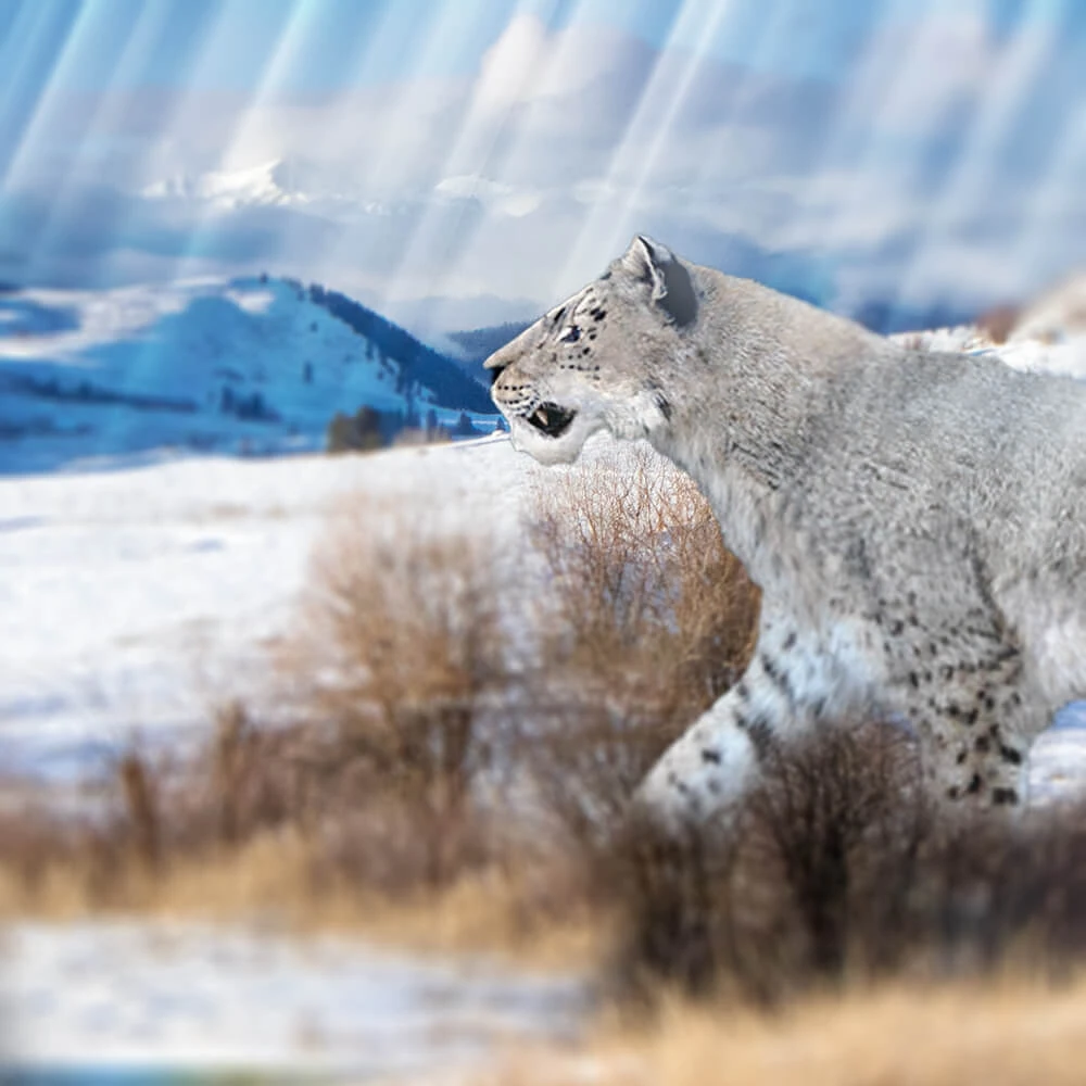 Scimitar Cat | Cards, the Universe and Everything Wiki | Fandom