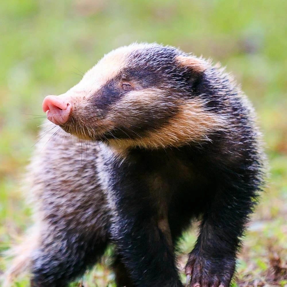 Hog Badger | Cards, the Universe and Everything Wiki | Fandom