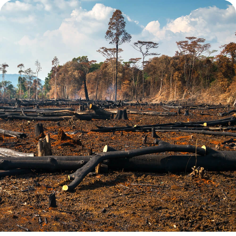 Slash-and-Burn | Cards, the Universe and Everything Wiki | Fandom