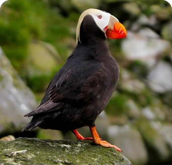 Tufted Puffin | Cards, the Universe and Everything Wiki | Fandom