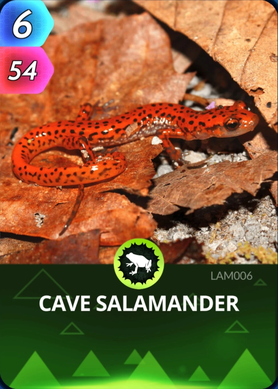 Cave Salamander | Cards, the Universe and Everything Wiki | Fandom