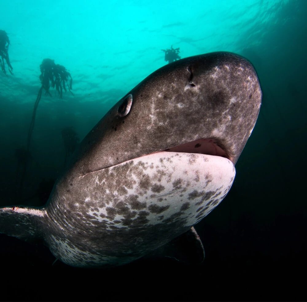 Broadnose Sevengill Shark Teeth