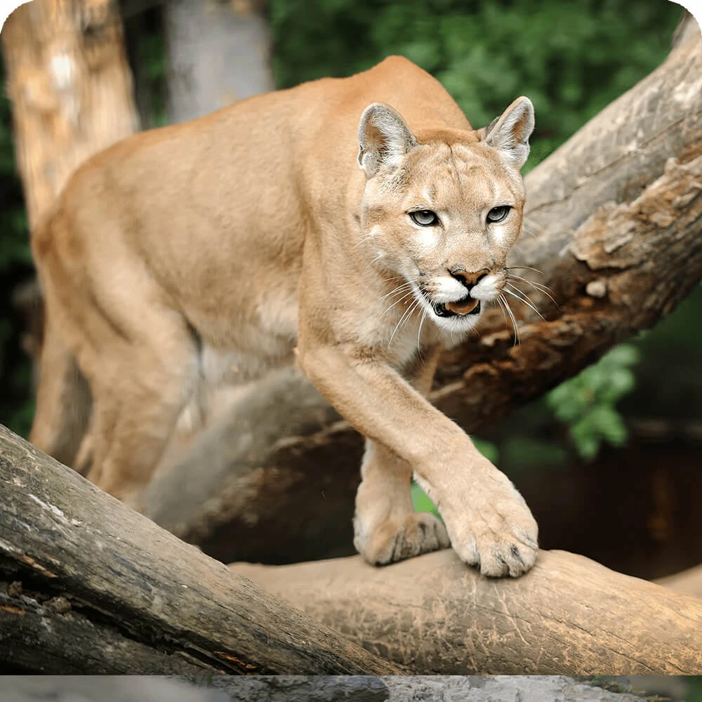 Cougar | Cards, the Universe and Everything Wiki | Fandom