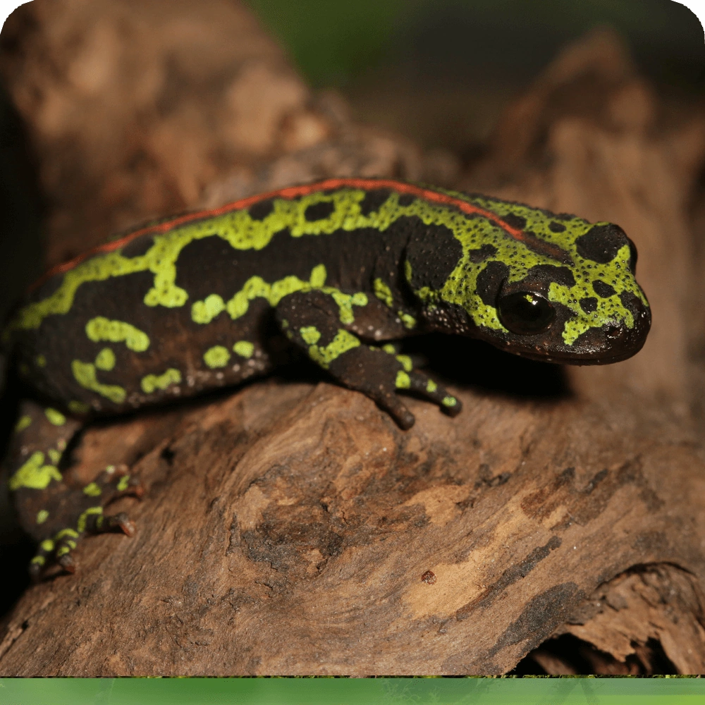 Marbled Newt | Cards, the Universe and Everything Wiki | Fandom