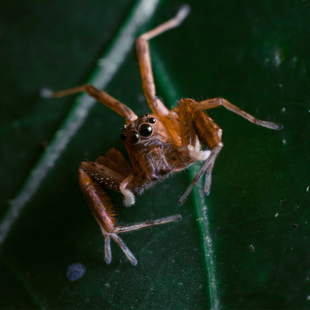 Diving Bell Spider | Cards, the Universe and Everything Wiki | Fandom