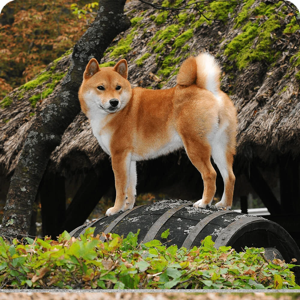 Shiba Inu | Cards, the Universe and Everything Wiki | Fandom