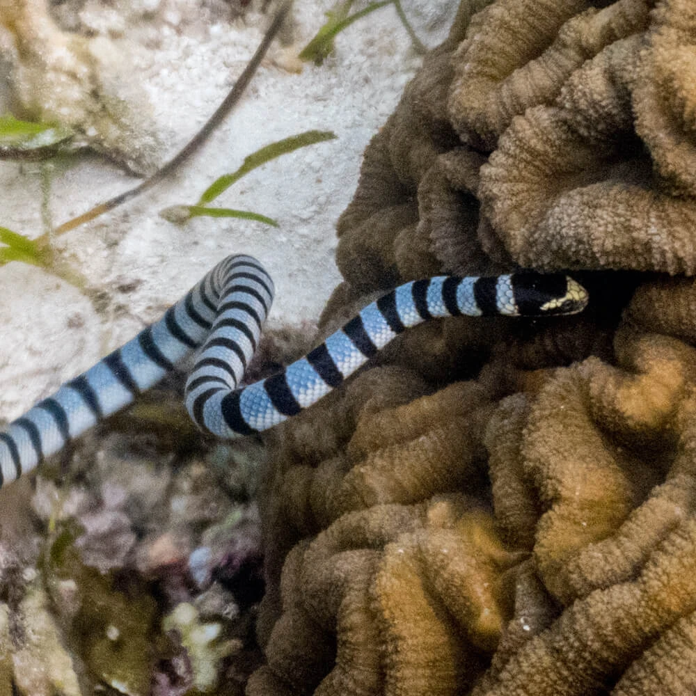 Belcher's Sea Snake | Cards, the Universe and Everything Wiki | Fandom