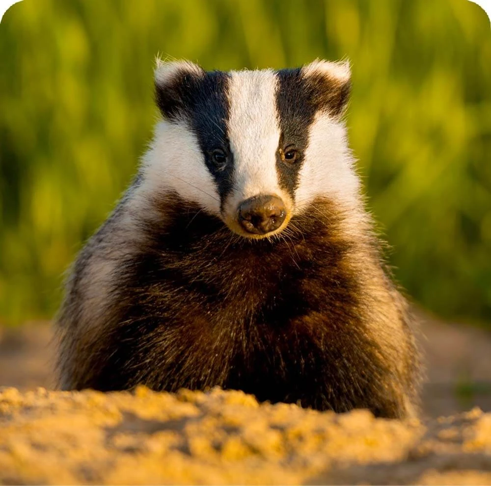 European Badger | Cards, the Universe and Everything Wiki | Fandom