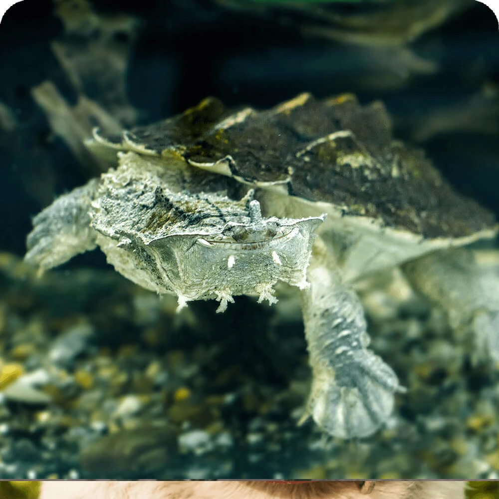 Matamata Turtle | Cards, the Universe and Everything Wiki | Fandom